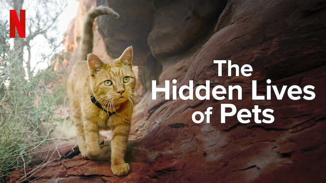 Is 'The Hidden Lives of Pets' on Netflix in Canada? Where to Watch the ...